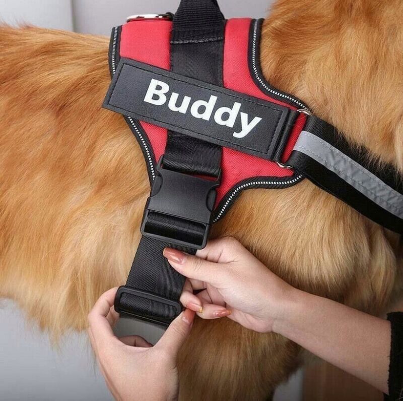 Personalised Dog Harness – DK Travel Dog Accessories